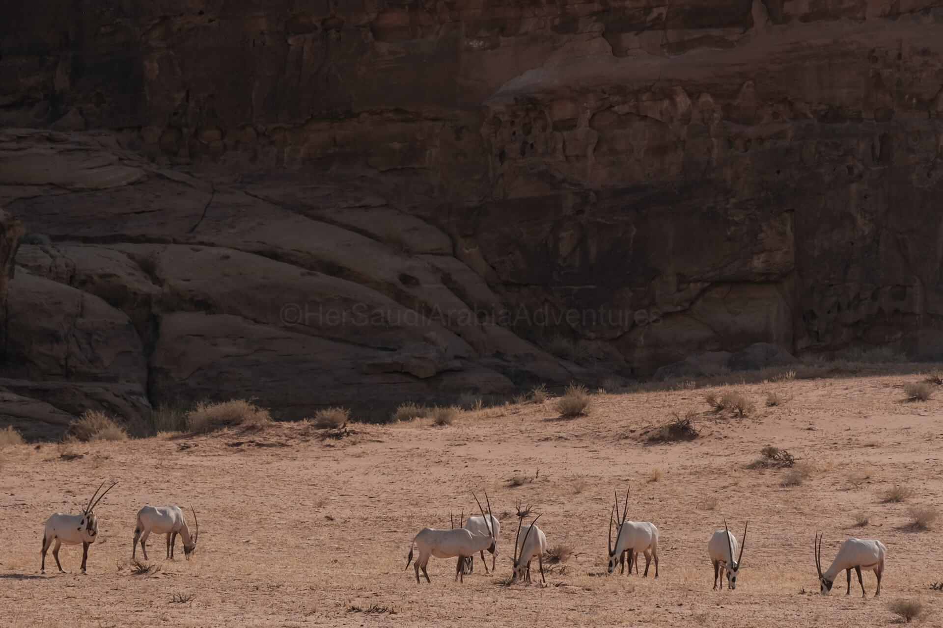 The Bajdah Wildlife Reserve: NEOM’s gateway to the Hisma Desert | Her ...